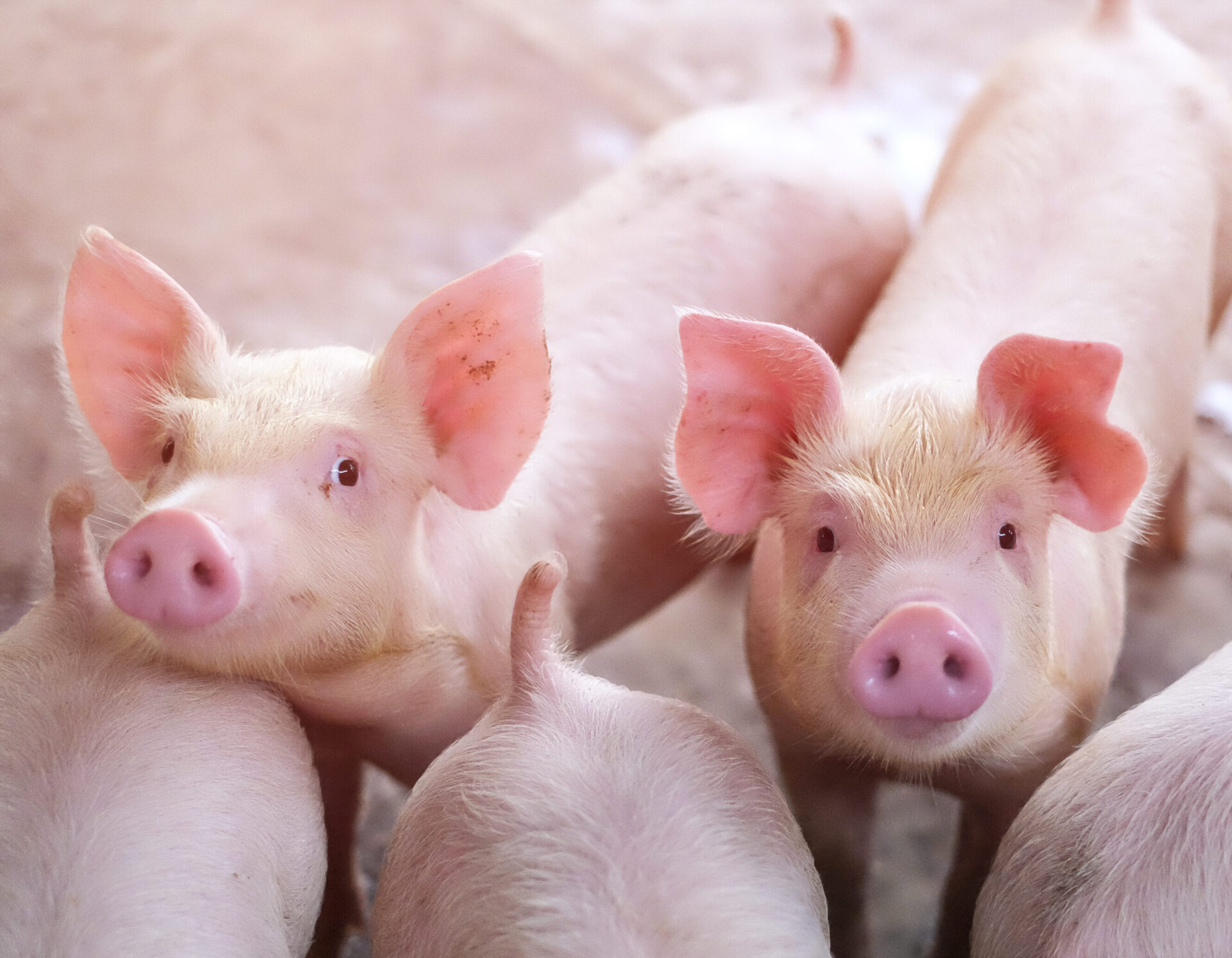 Swine Archives - CFC Farm & Home