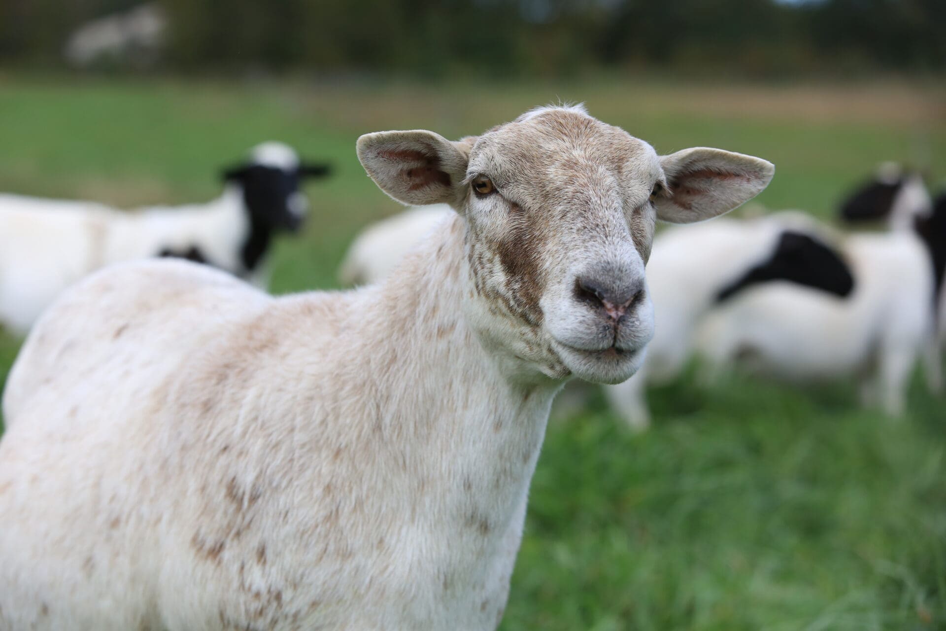 Sheep Archives - CFC Farm & Home